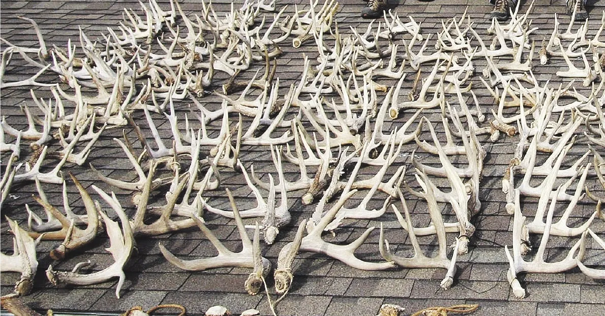 Auces ragu zaglis esot bijis “komā” - ZZ.lv