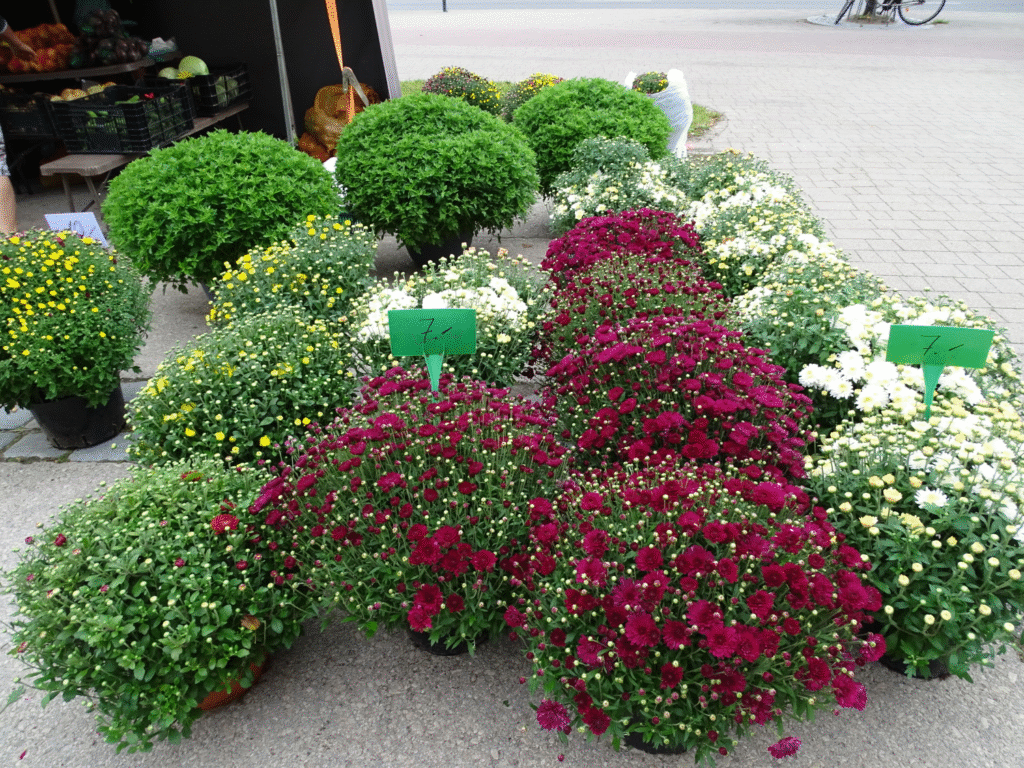 FOTO: Rudens ražas un stādu gadatirgus Jelgavā - ZZ.lv